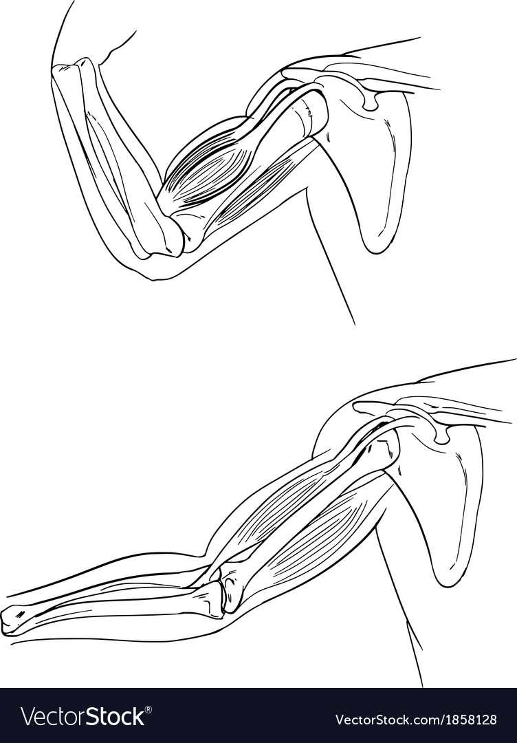 Human arm Royalty Free Vector Image - VectorStock