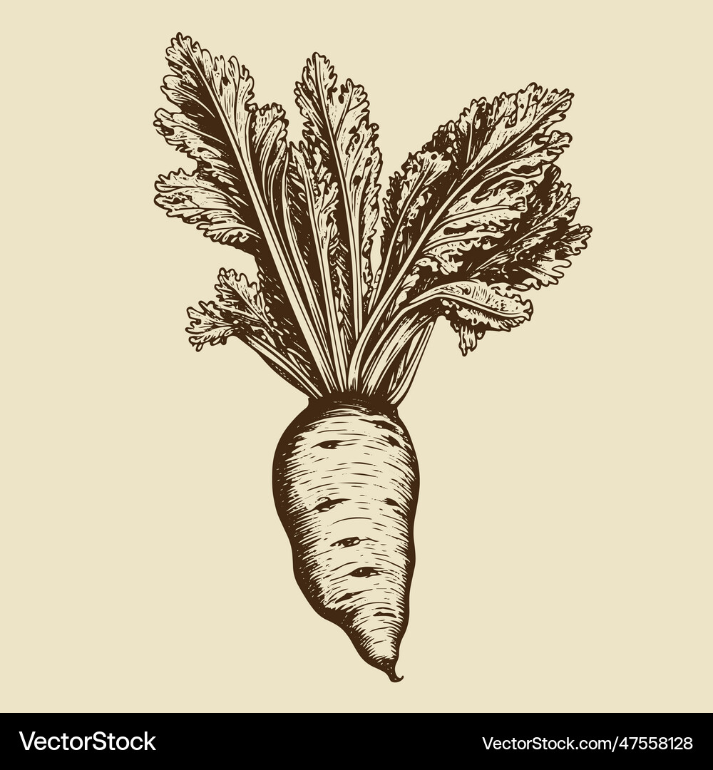 Parsnip drawing isolated hand drawn engraved style