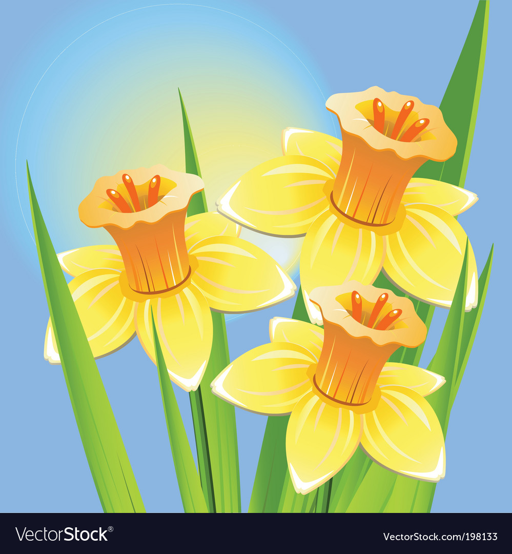 Daffodils Royalty Free Vector Image - VectorStock