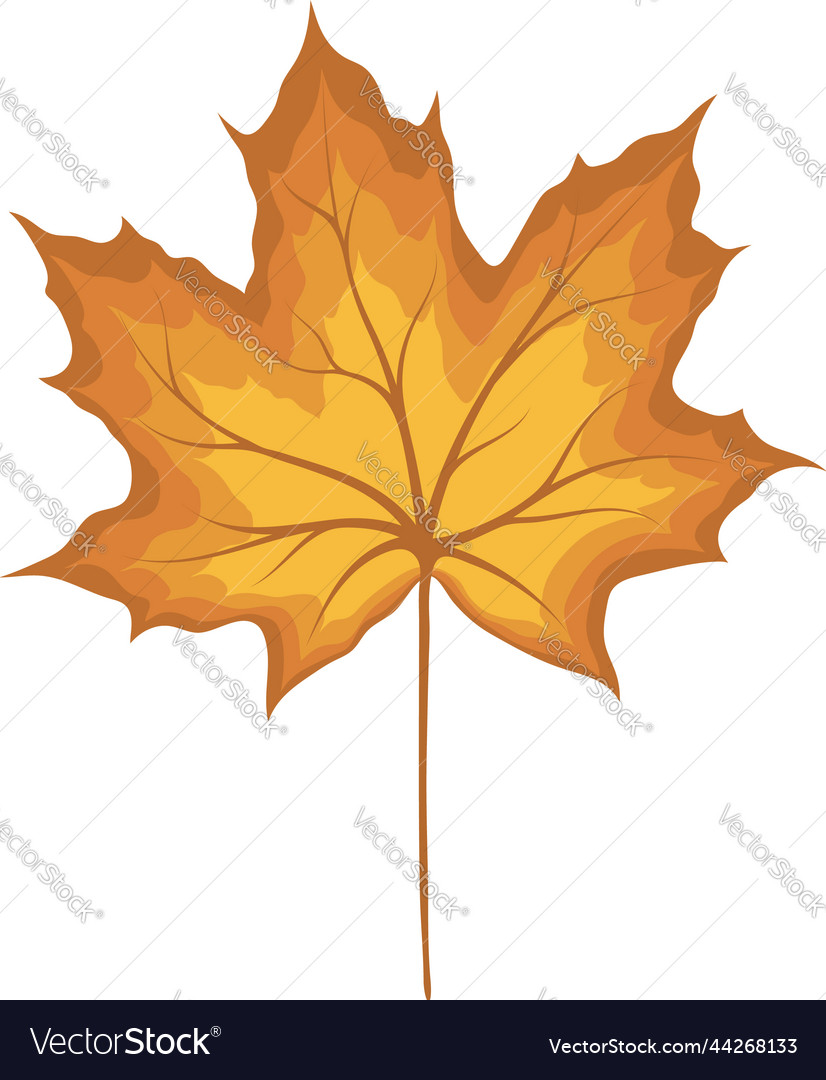 Maple autumn leaf Royalty Free Vector Image - VectorStock