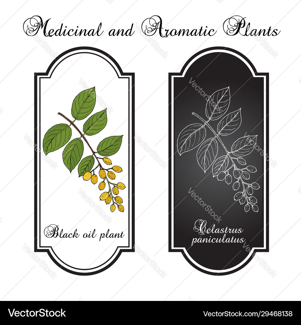 Black oil plant or intellect tree celastrus Vector Image