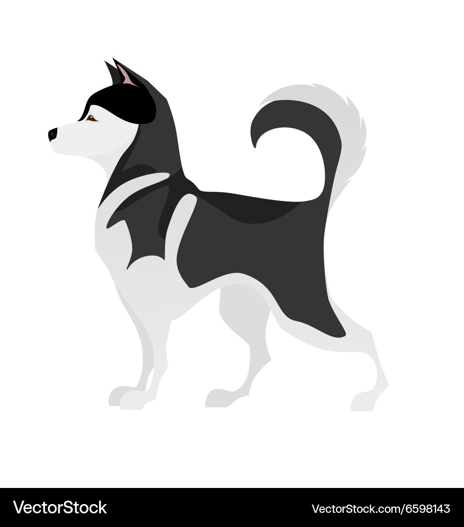 Isolated adorable black and white young husky Vector Image