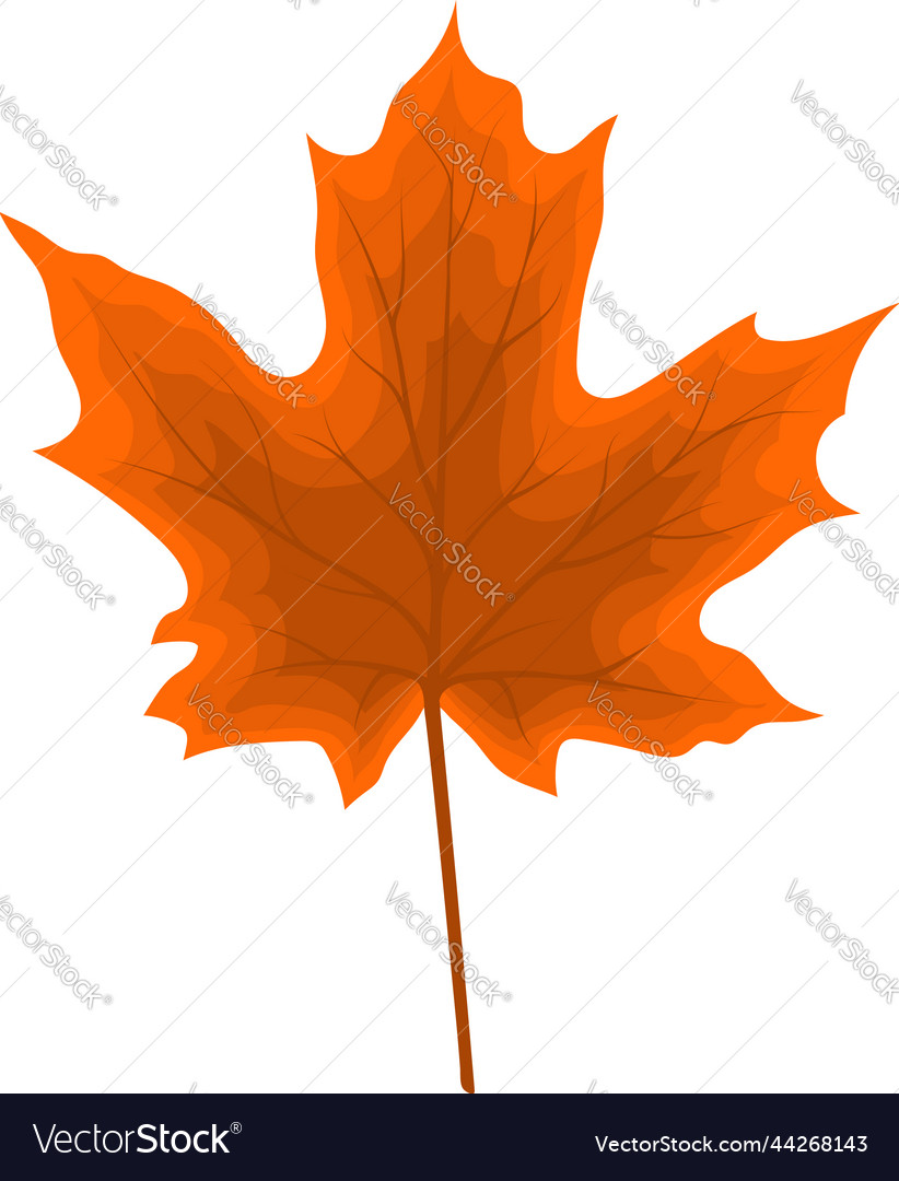 Maple autumn leaf Royalty Free Vector Image - VectorStock