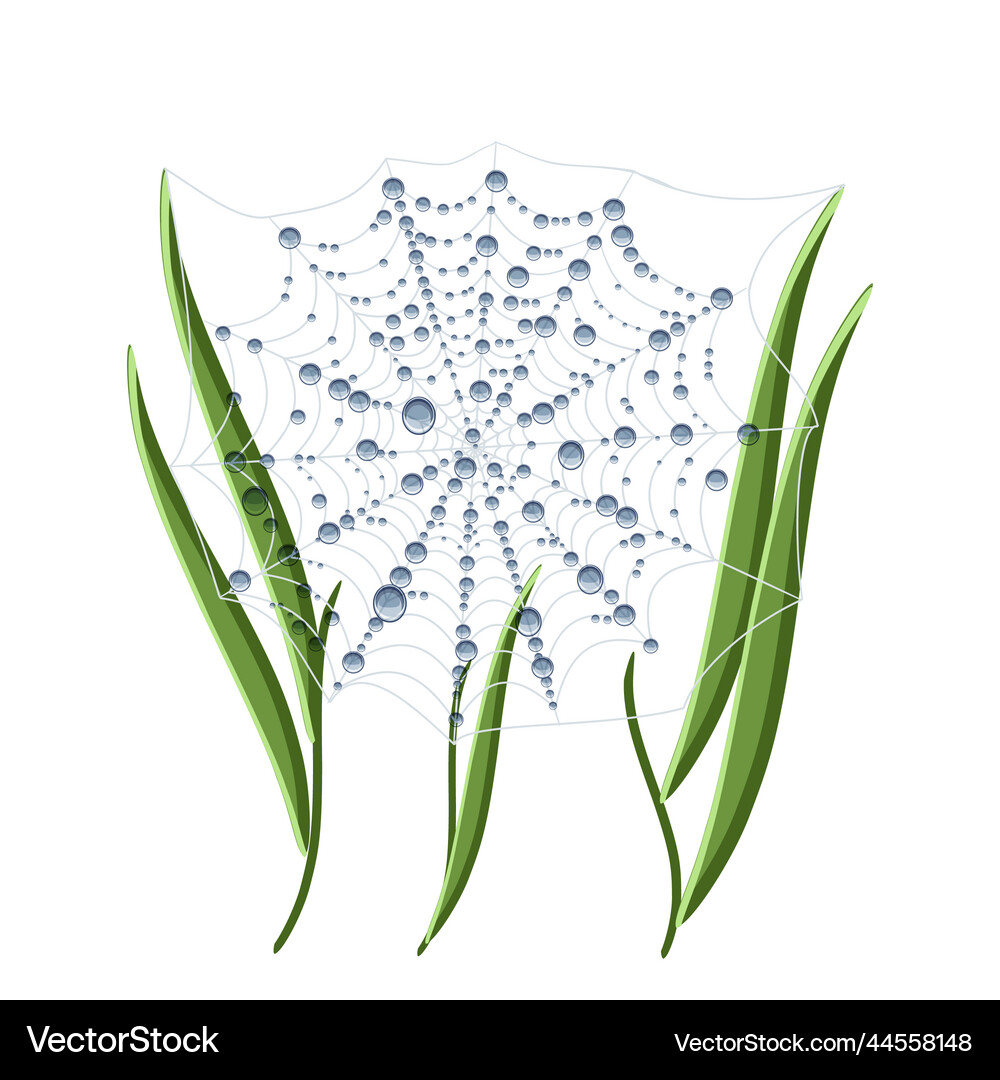 Morning dew on spider web and grass isolated Vector Image
