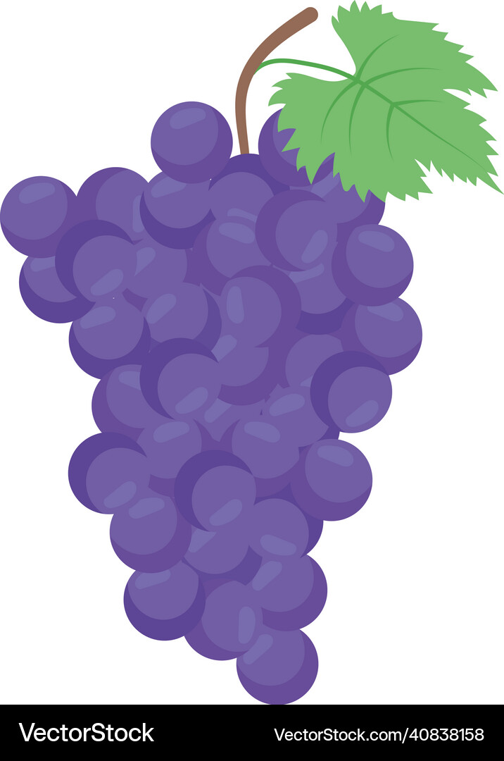 Bunch of grapes Royalty Free Vector Image - VectorStock