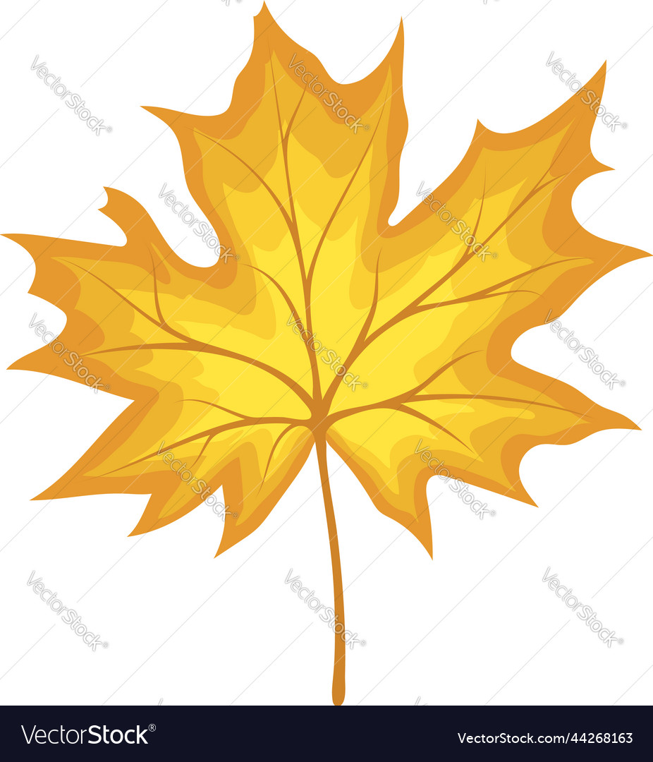 Maple autumn leaf Royalty Free Vector Image - VectorStock