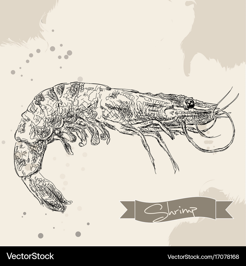 Vintage shrimp drawing hand drawn Royalty Free Vector Image