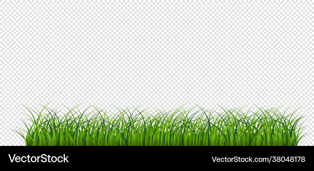 Green grass border pattern spring or summer plant Vector Image