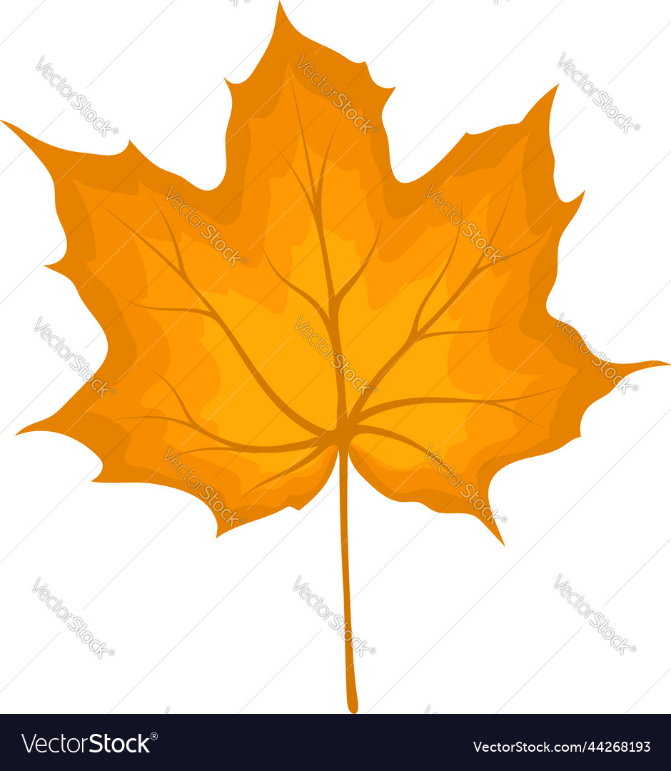 Maple autumn leaf Royalty Free Vector Image - VectorStock