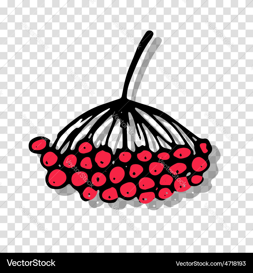 Rowan sketch on transparent background for your Vector Image