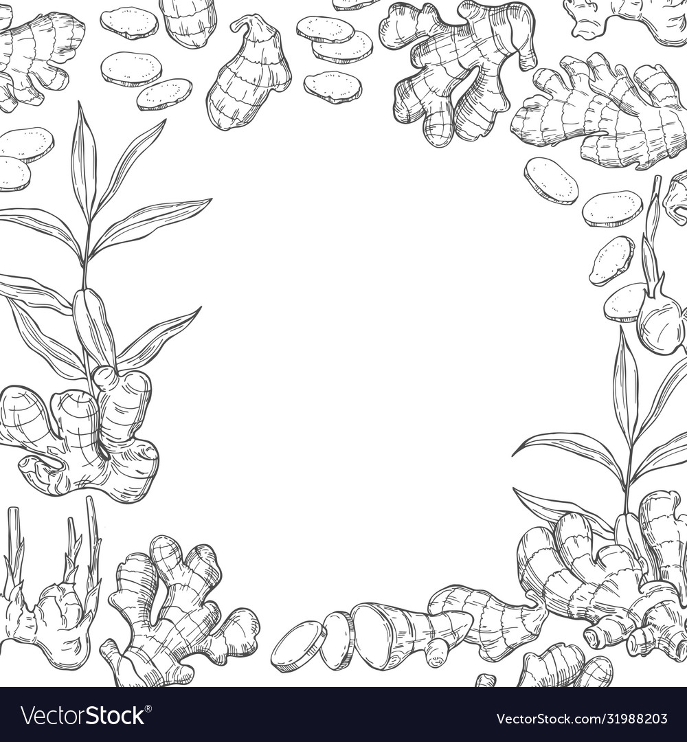 Background with hand drawn ginger root leaves Vector Image Background with hand drawn ginger root leaves Vector Image