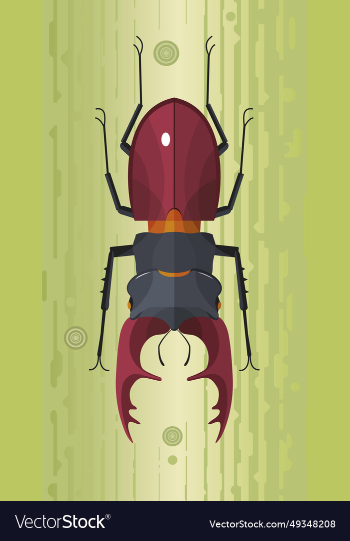 Stag beetle Royalty Free Vector Image - VectorStock