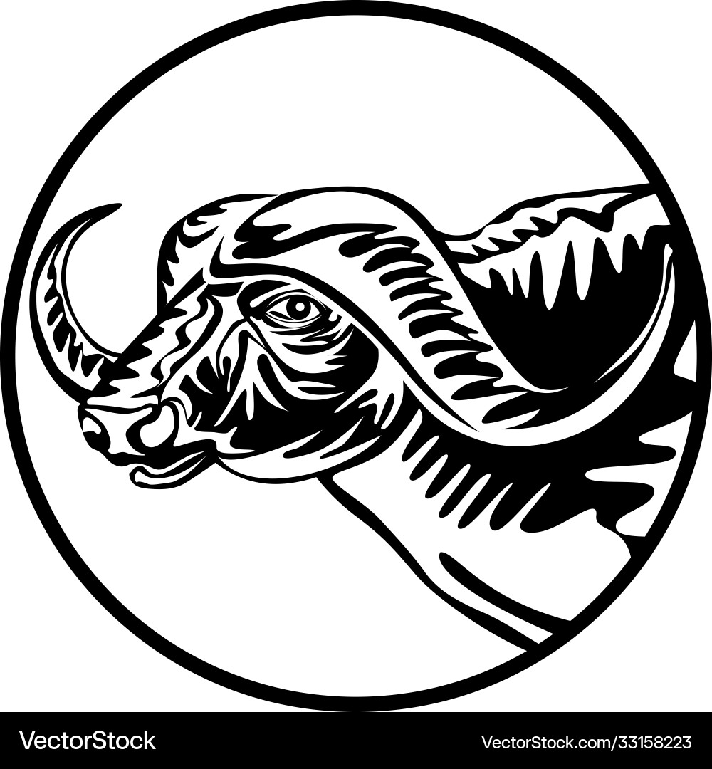 Head an african buffalo or cape buffalo front Vector Image