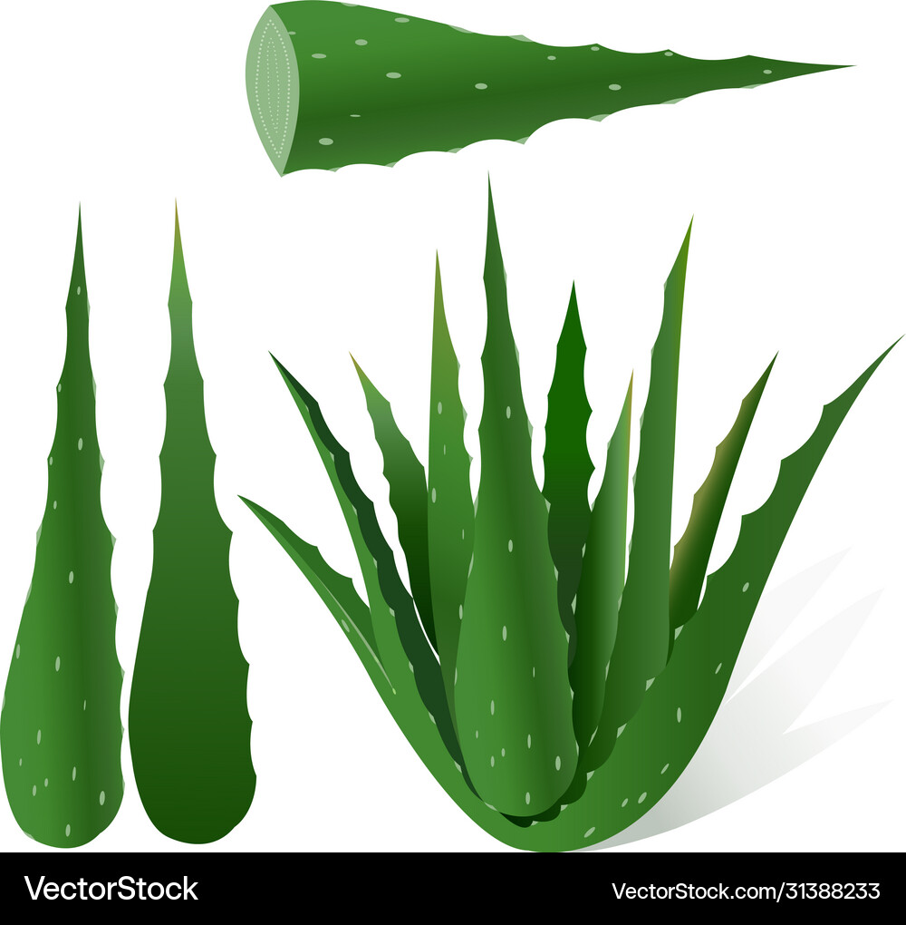 Aloe vera realistic Royalty Free Vector Image - VectorStock