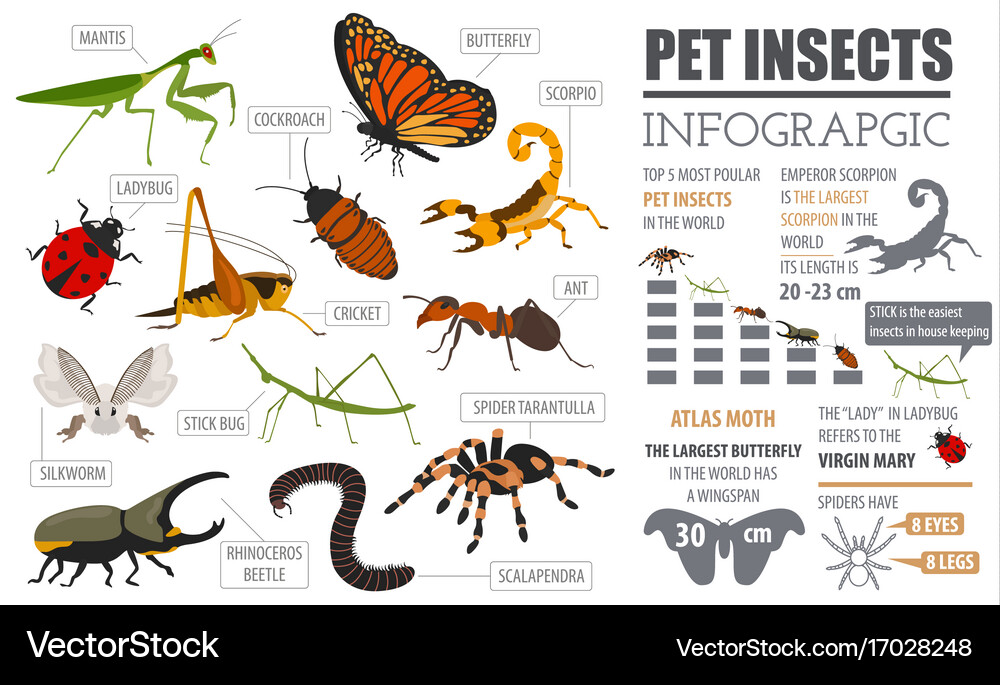 Pet insects breeds icon set flat style isolated Vector Image