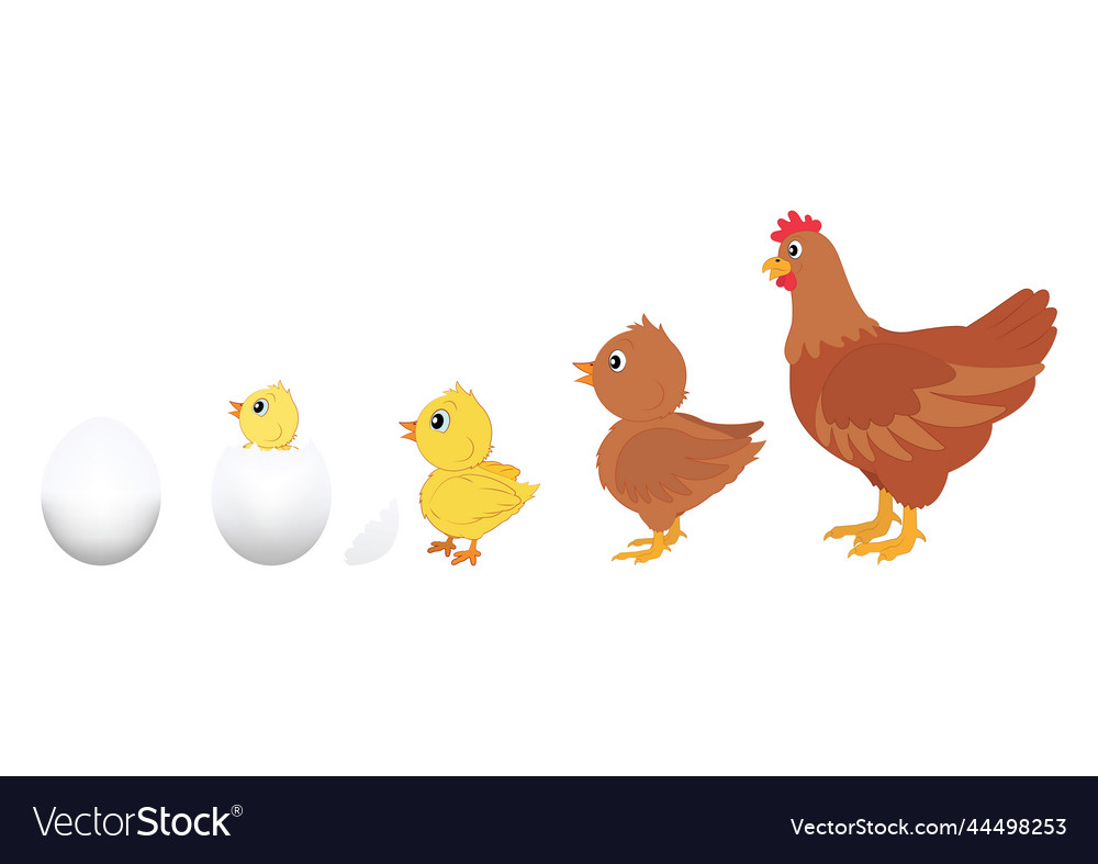 Chicken evolution of egg Royalty Free Vector Image