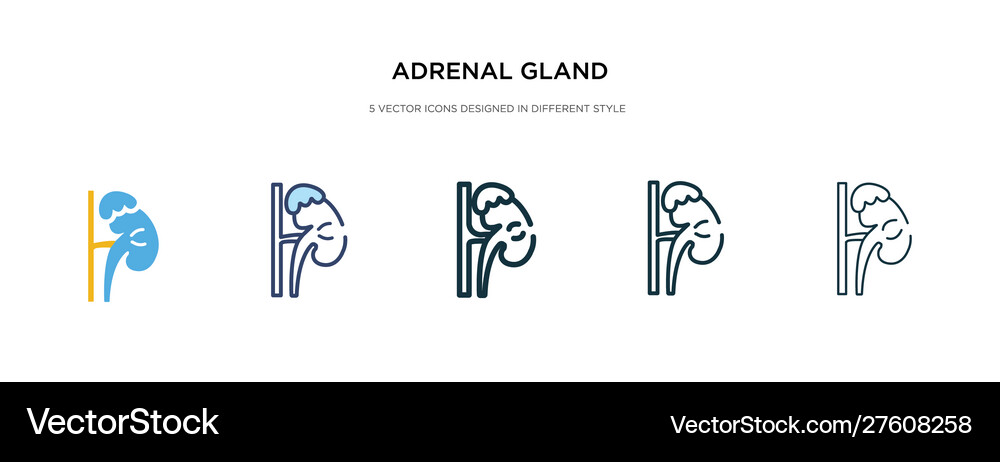 Adrenal gland icon in different style two Vector Image