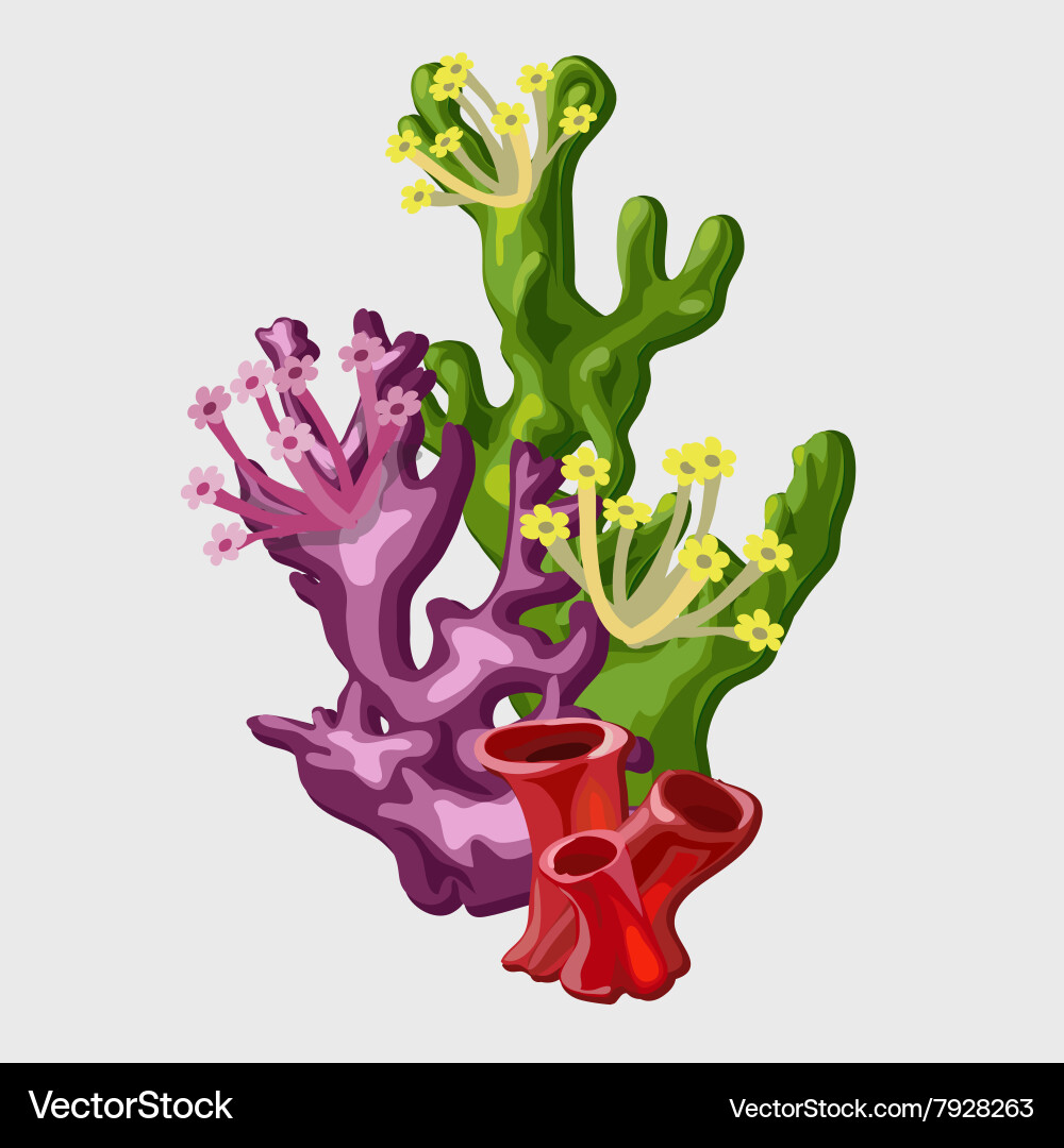 Three kinds underwater plants in cartoon style Vector Image