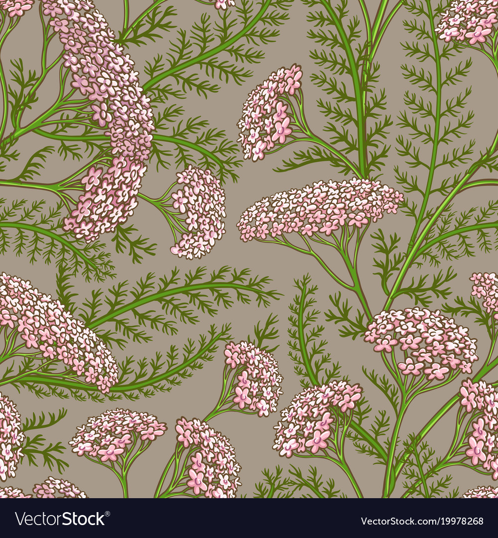 Yarrow pattern Royalty Free Vector Image - VectorStock