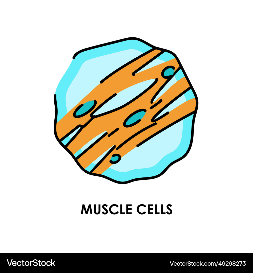 Muscle cells color line icon microorganisms Vector Image