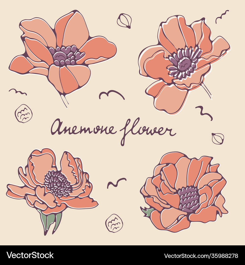 Beautiful set anemone flowers in Royalty Free Vector Image