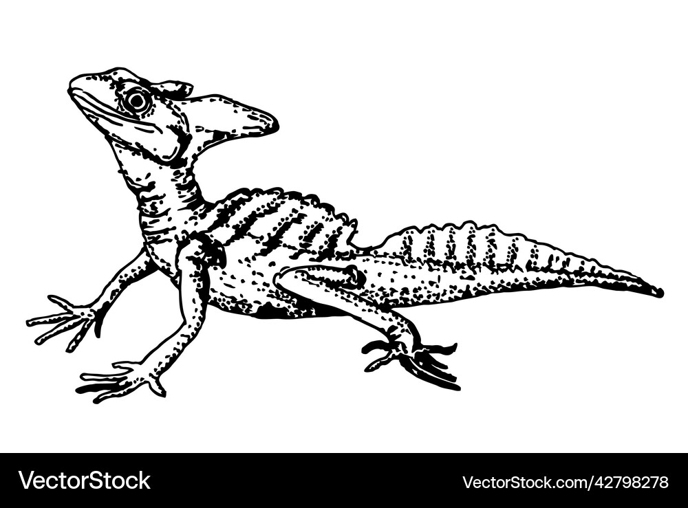 Male plumed basilisk basiliscus plumifrons Vector Image