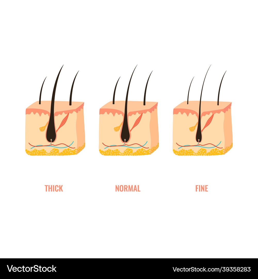 Hair width structure in skin cross-section diagram