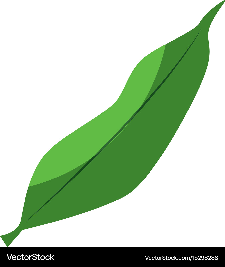 Fruit leaves isolated Royalty Free Vector Image