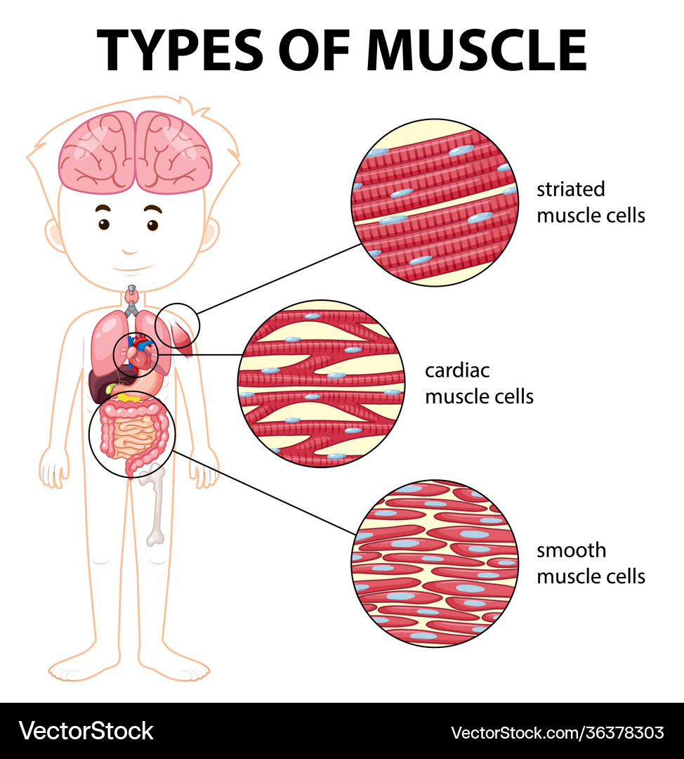 Types muscle cell diagram Royalty Free Vector Image