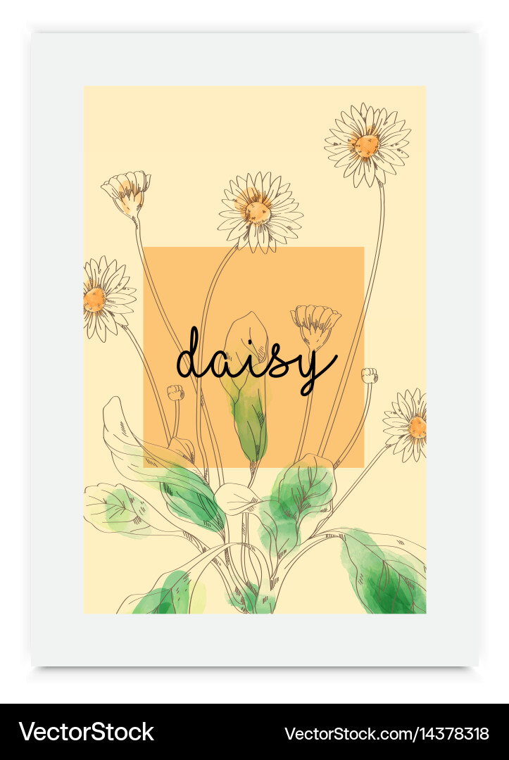 Daisy hand drawn painted watercolor Royalty Free Vector