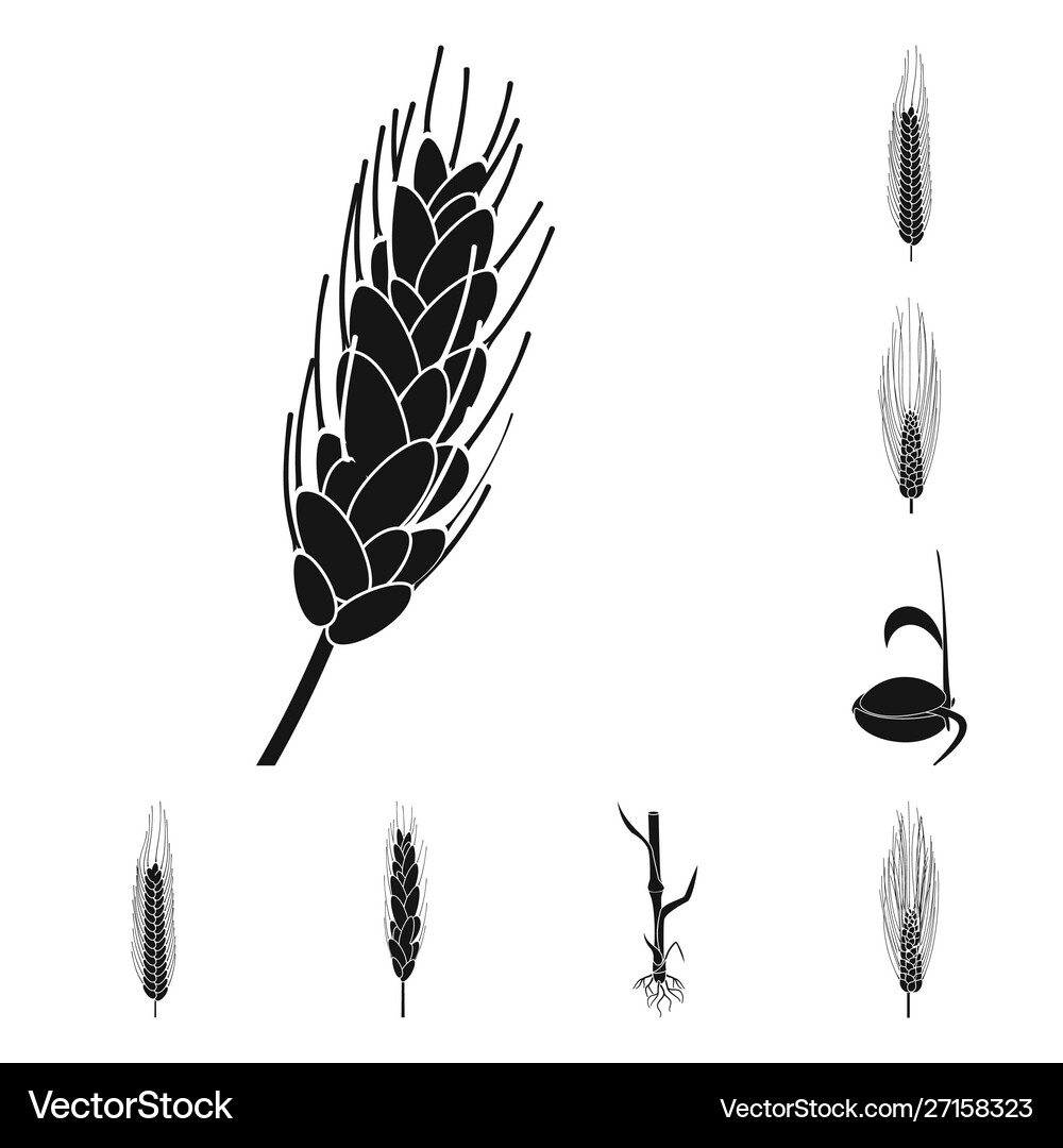 Design rye and plant icon set Royalty Free Vector Image