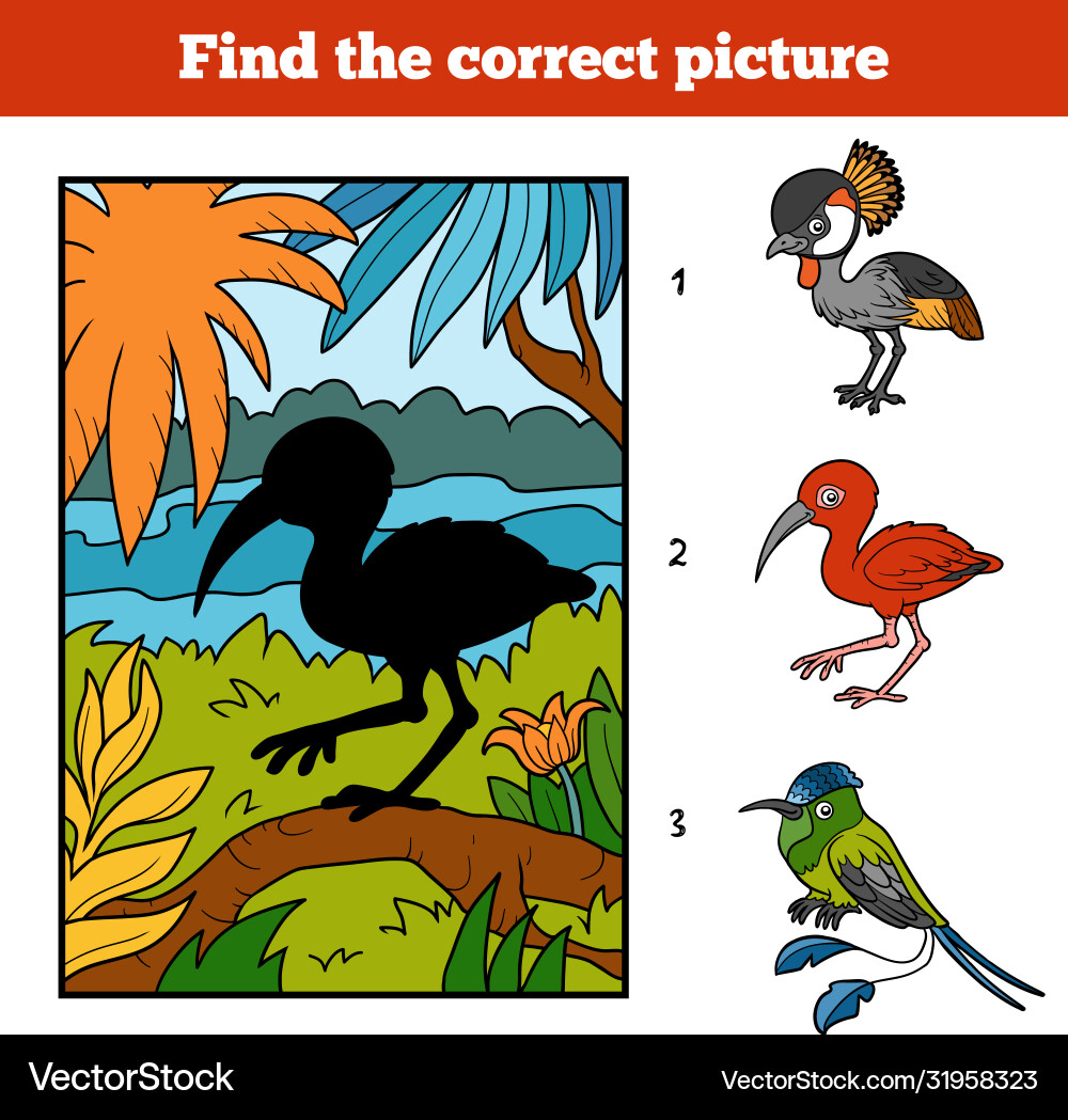 Find correct picture scarlet ibis Royalty Free Vector Image