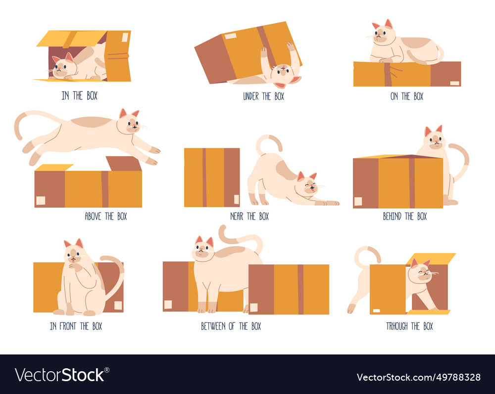 Learning positions in space with cute cat pet near