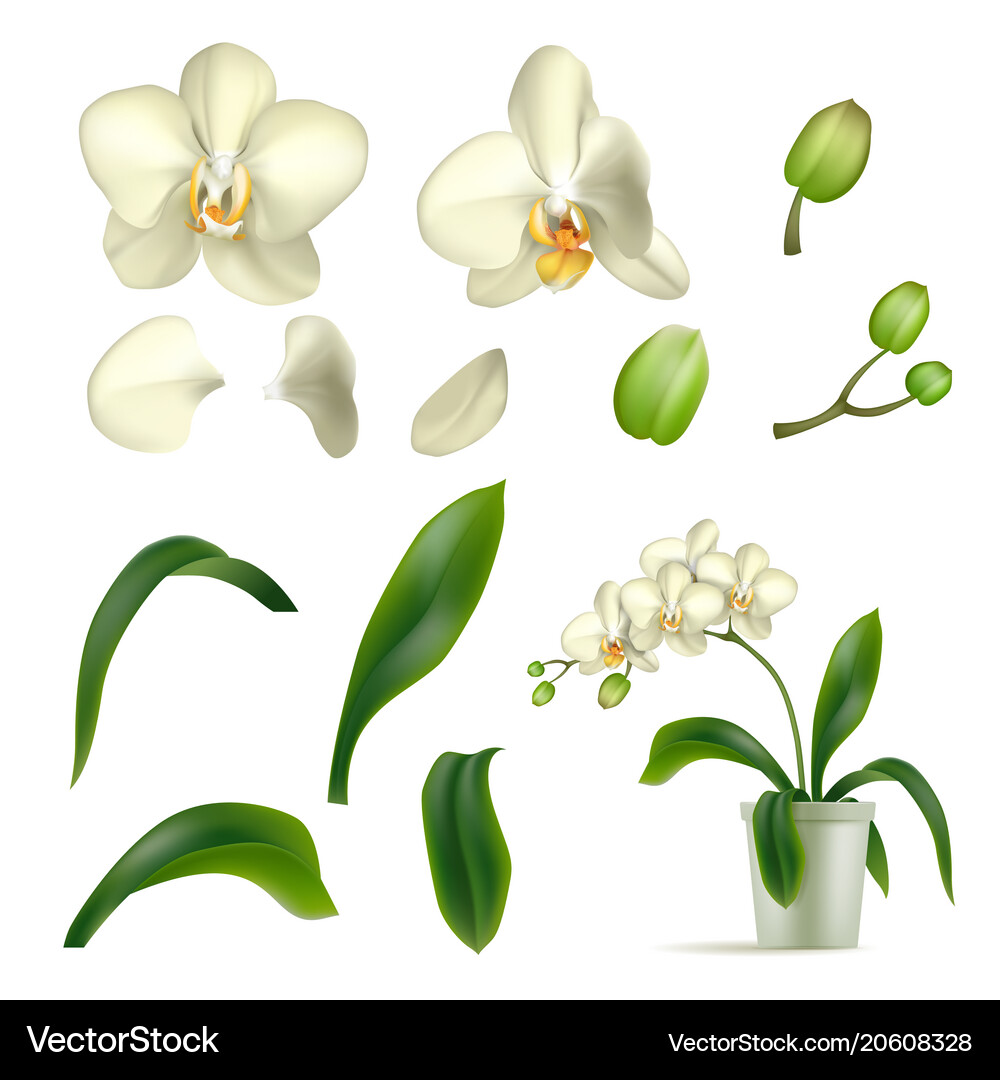 Orchid petal stalk pot realistic isolated Vector Image