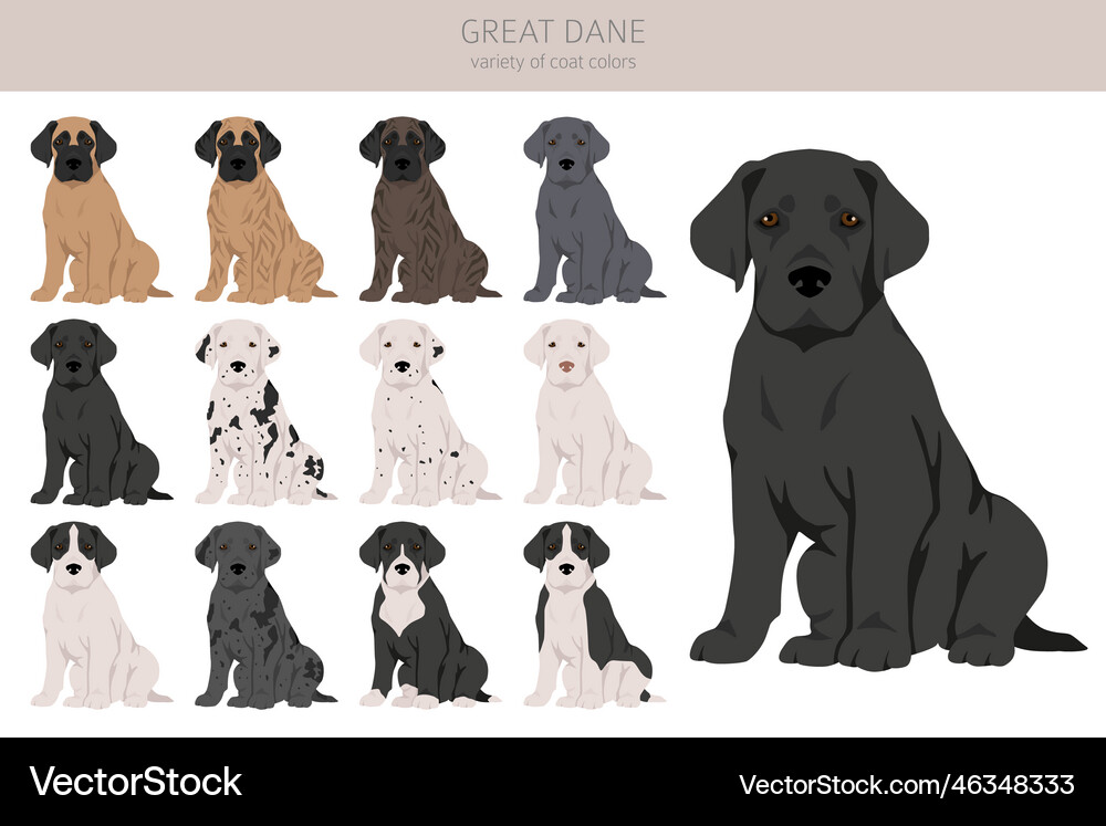 Great Dane Clipart - Poses & Coat Colors Vector Image