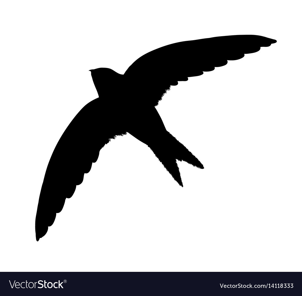Seagull flying silhouette isolated on white Vector Image