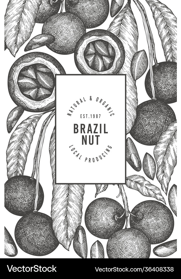 Hand drawn brazilian branch and kernels Royalty Free Vector