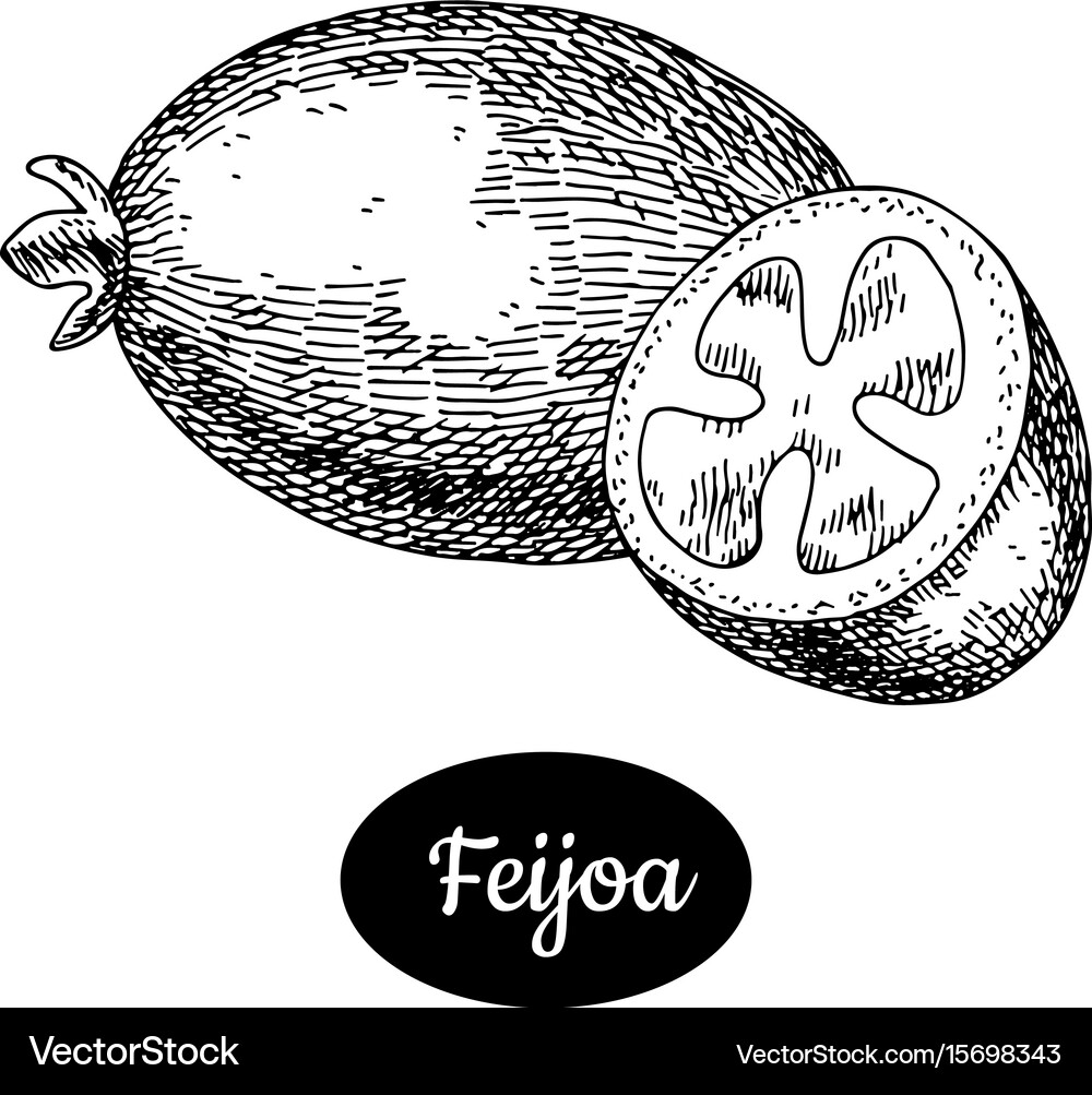 Hand drawn sketch style fresh feijoa Royalty Free Vector