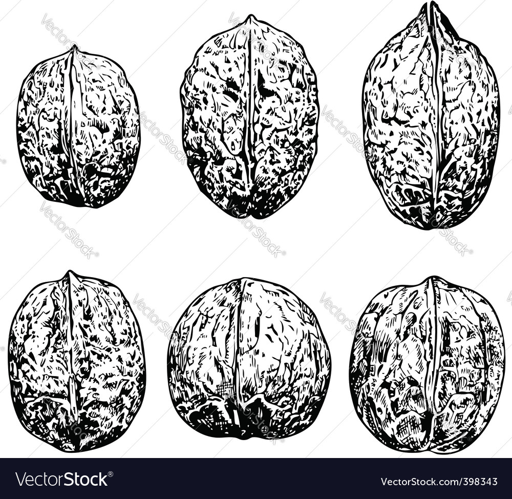 Walnut Royalty Free Vector Image - VectorStock