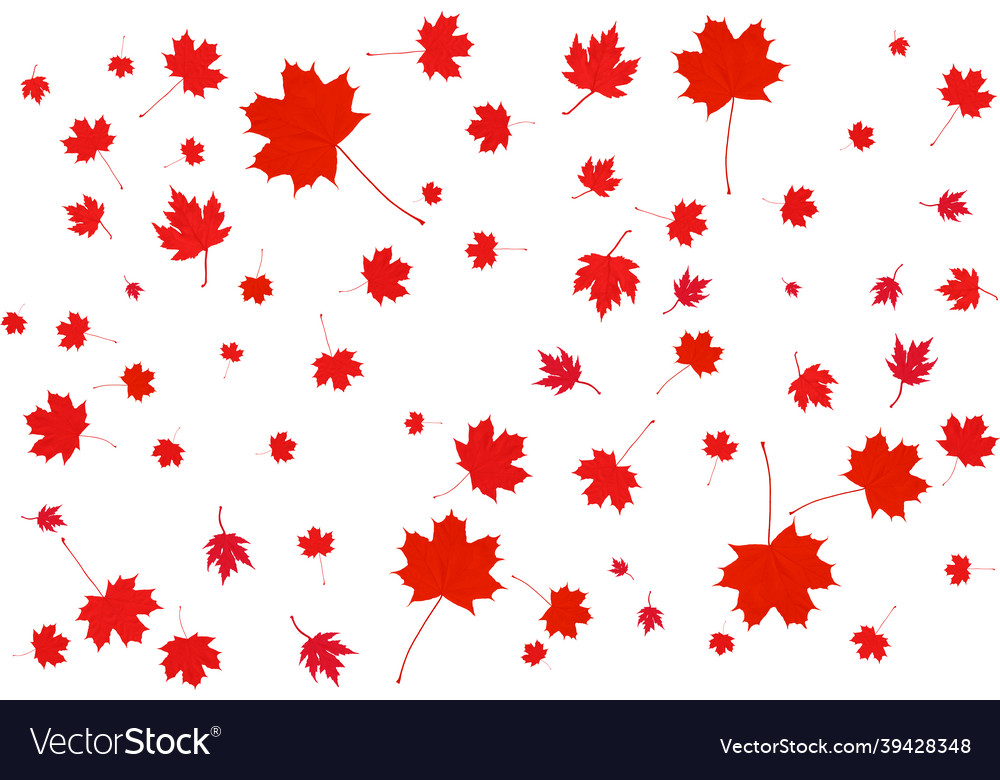 Canadian Maple Leaf Background