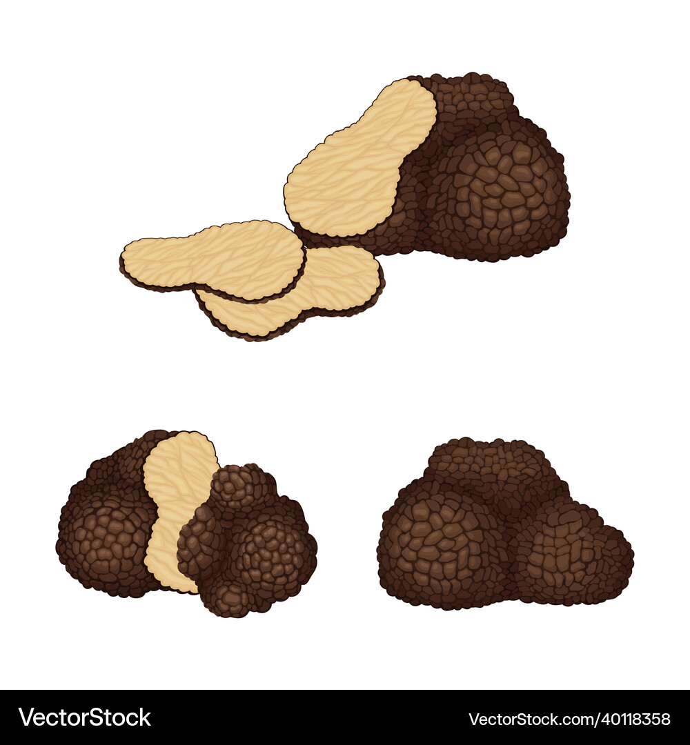 Black Truffle: Whole and Sliced Royalty Free Vector Image