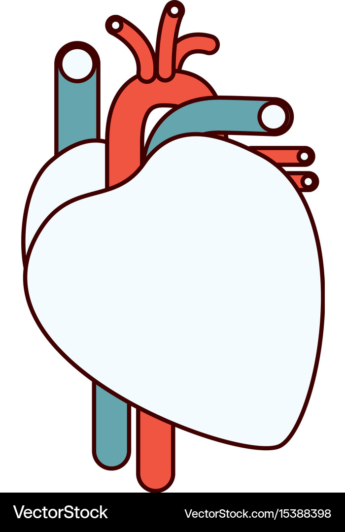 Color sections contour heart system human body Vector Image