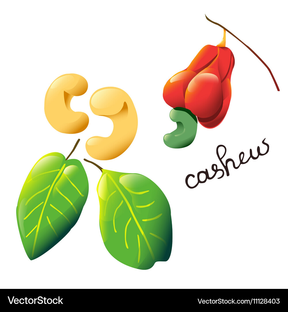Colorful cartoon cashew Royalty Free Vector Image