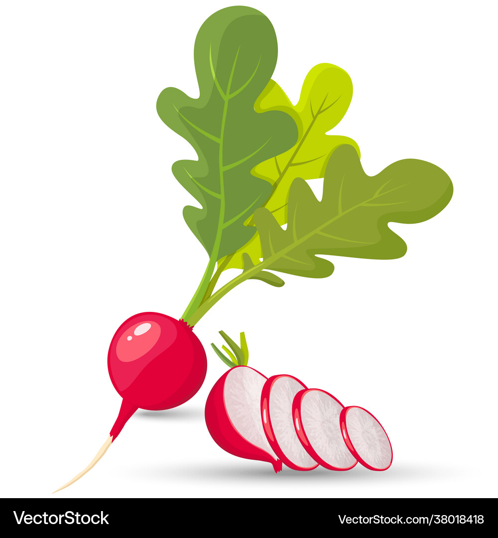 Radish slices set ripe radishes flat Royalty Free Vector