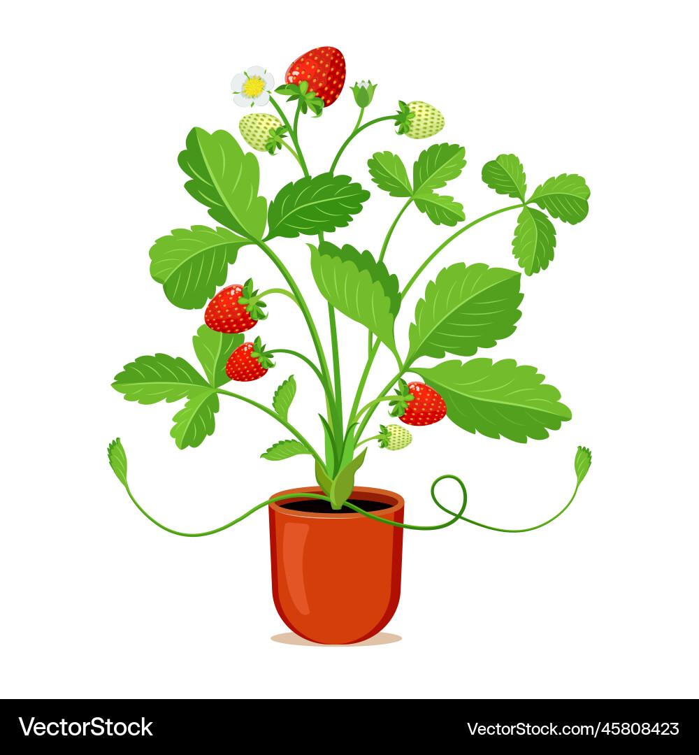 Flowering strawberry bush in pot Royalty Free Vector Image