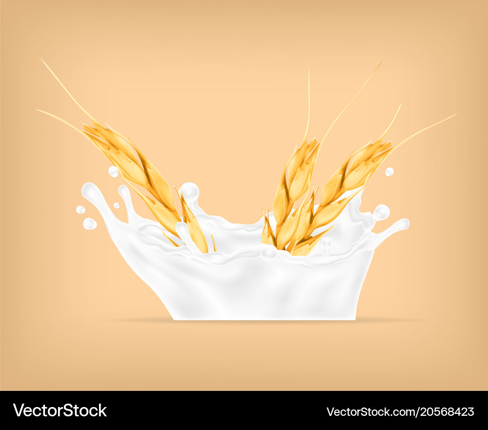 Wheat and milk splash Royalty Free Vector Image