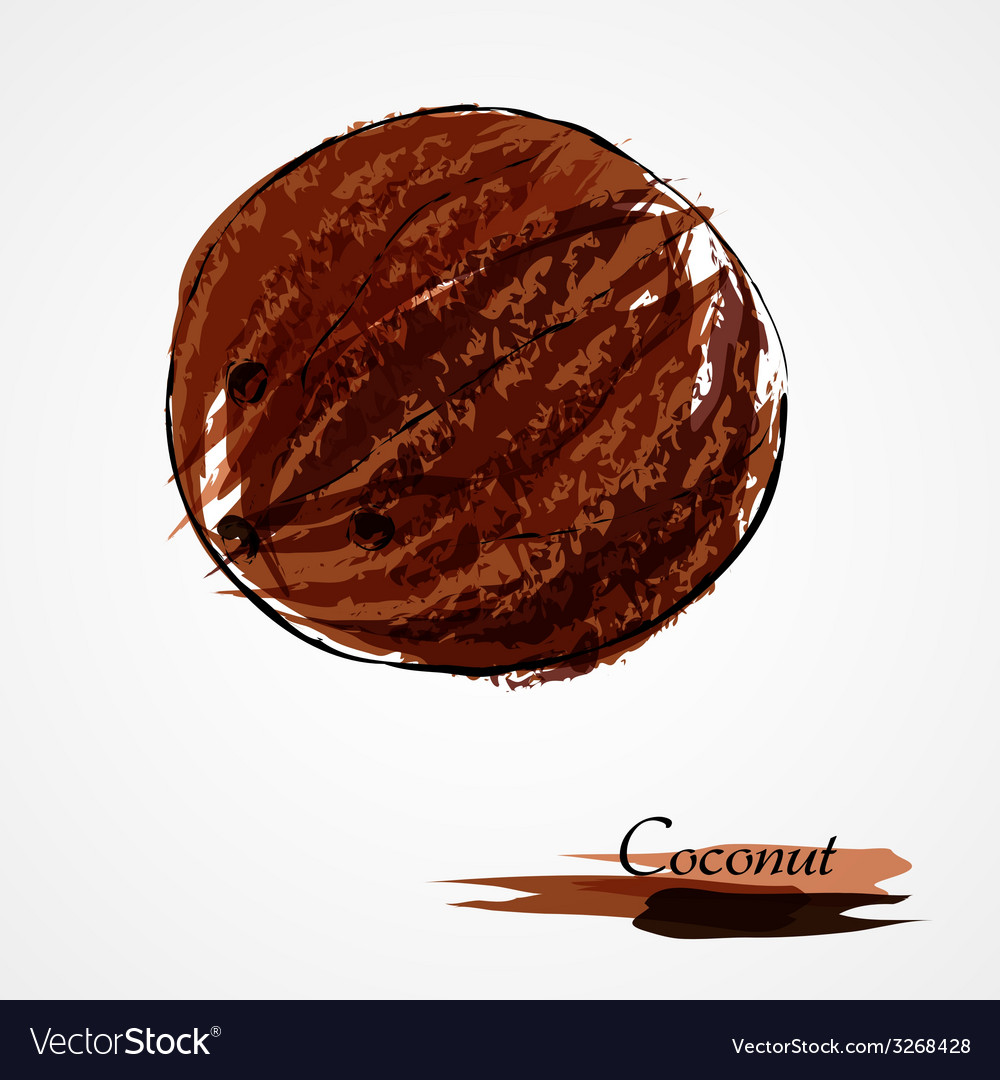 Coconut Royalty Free Vector Image - VectorStock