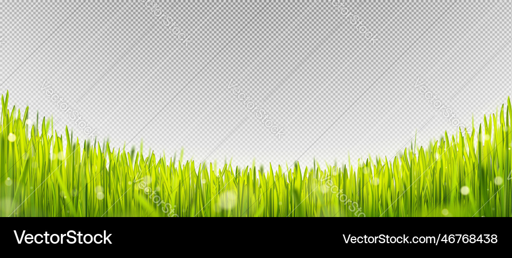Realistic green lawn grass border with sun light Vector Image