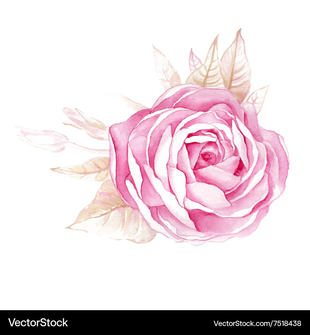 Watercolor rose flower isolated Royalty Free Vector Image