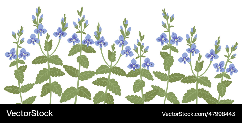 Drawing wild flowers germander speedwell Vector Image